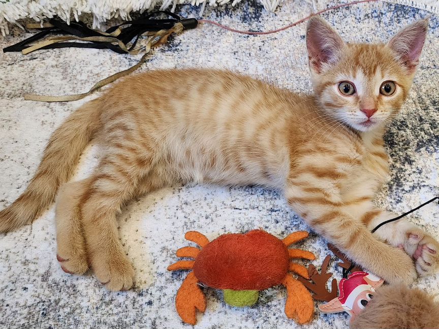 Рыжий котенок девочка1,5мес в добрые руки