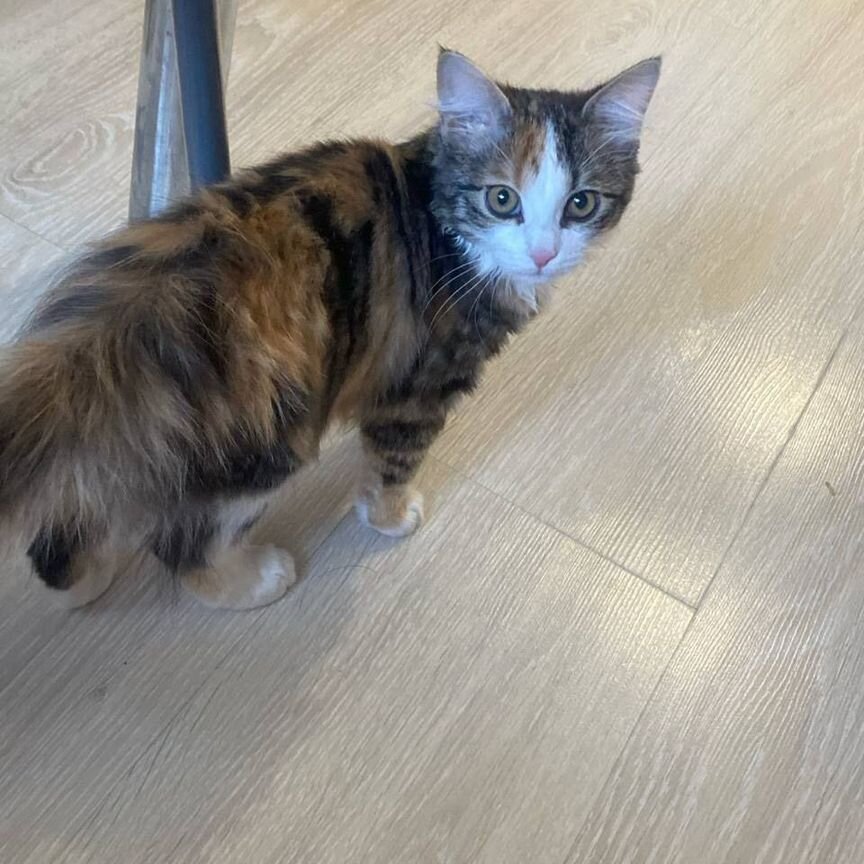 Отдам в добрые руки