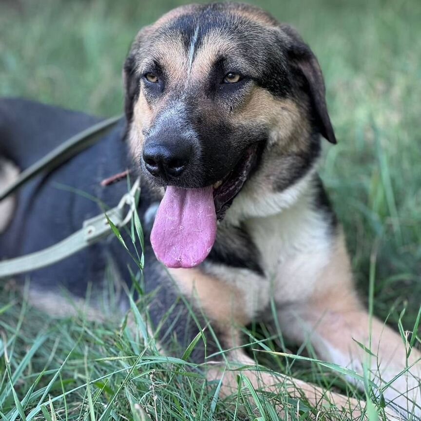 Донна, собака из приюта в добрые руки
