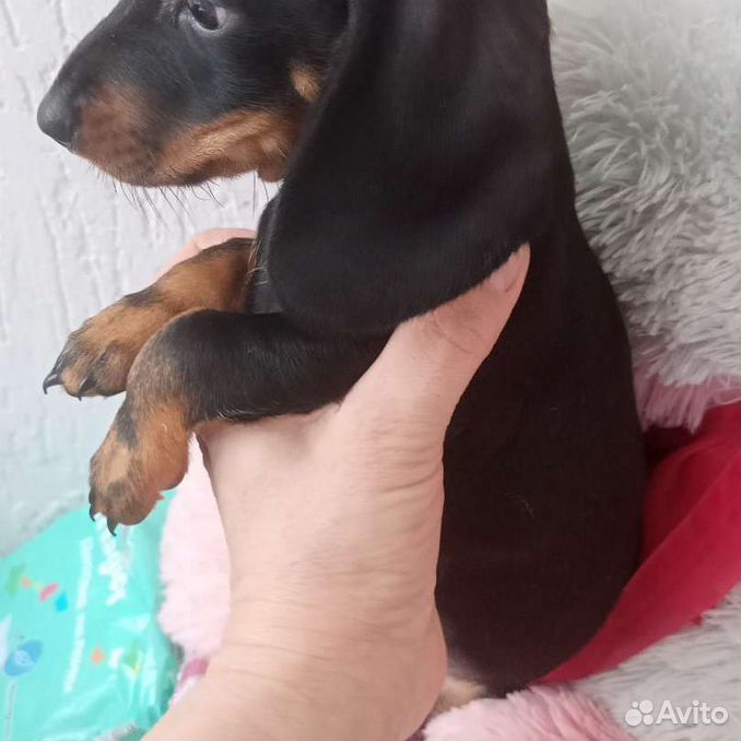 Щенки кроличьей таксы