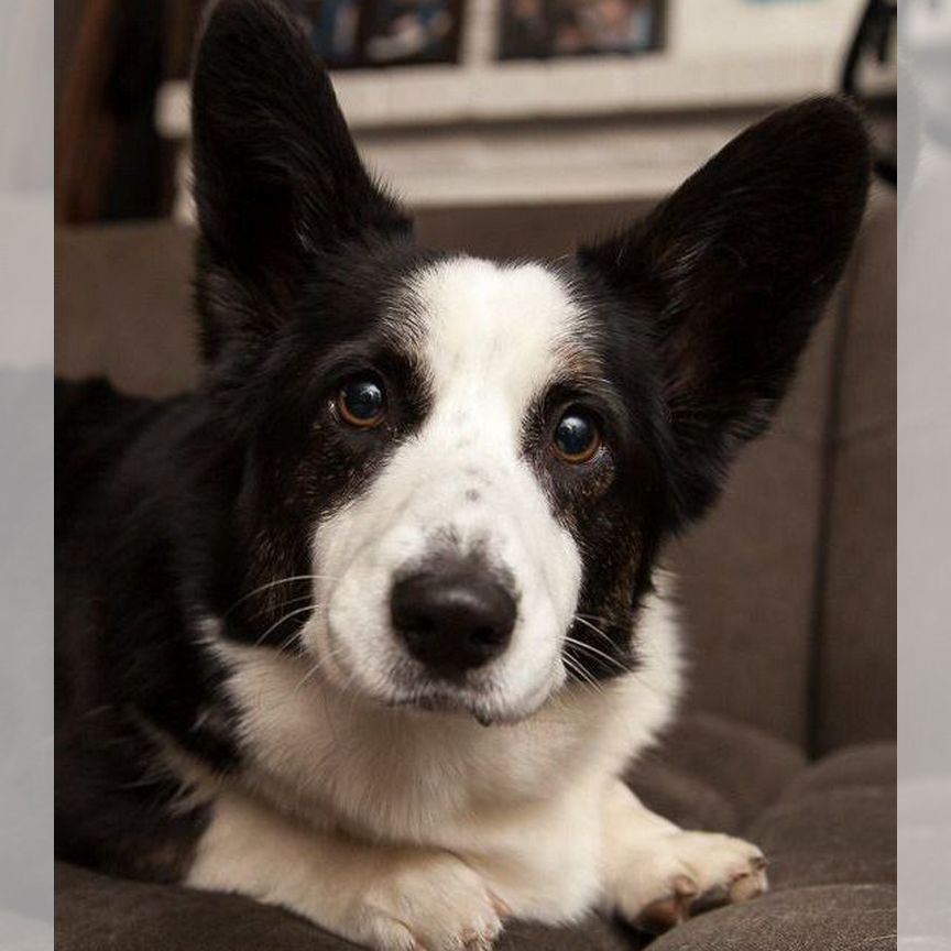 Вельш Корги Кардиган, щенок