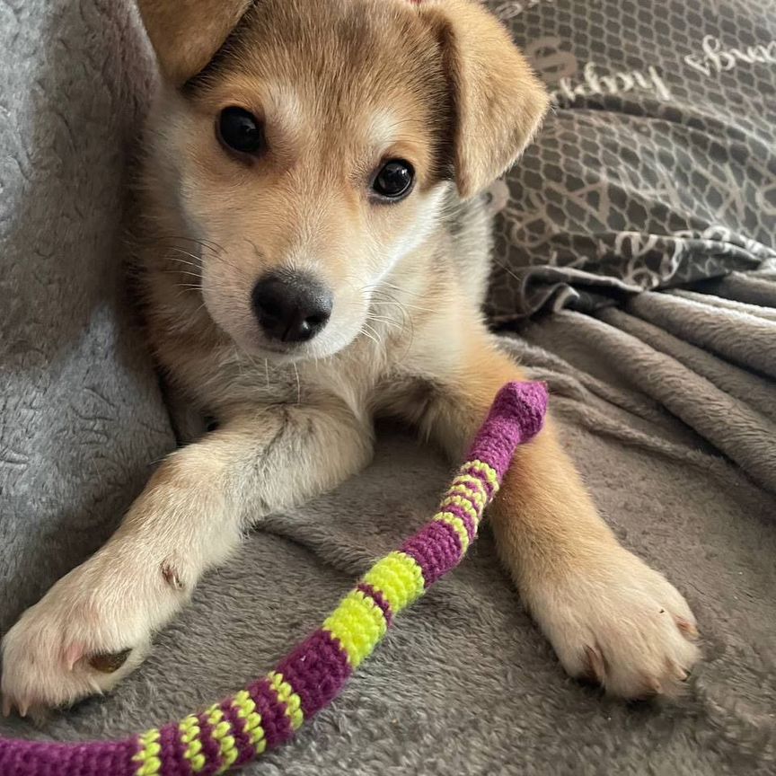 Щенулька ищет дом