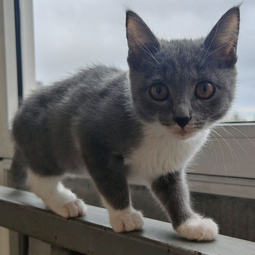 Отдам кошку в добрые руки