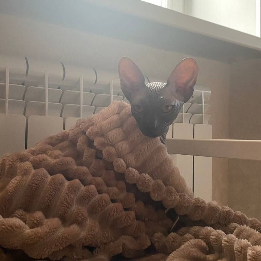 Сфинкс в добрые руки