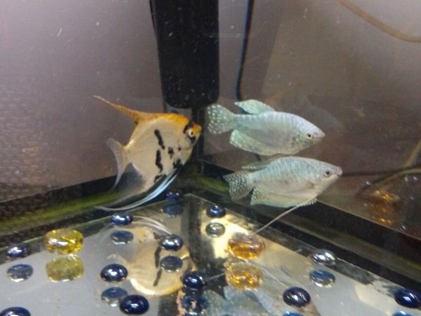 Аквариумные рыбы