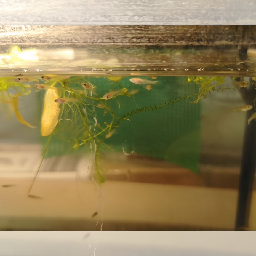 Аквариумные рыбки гуппи