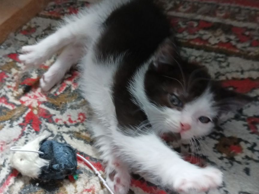 Котята в добрые руки приучены к лотку