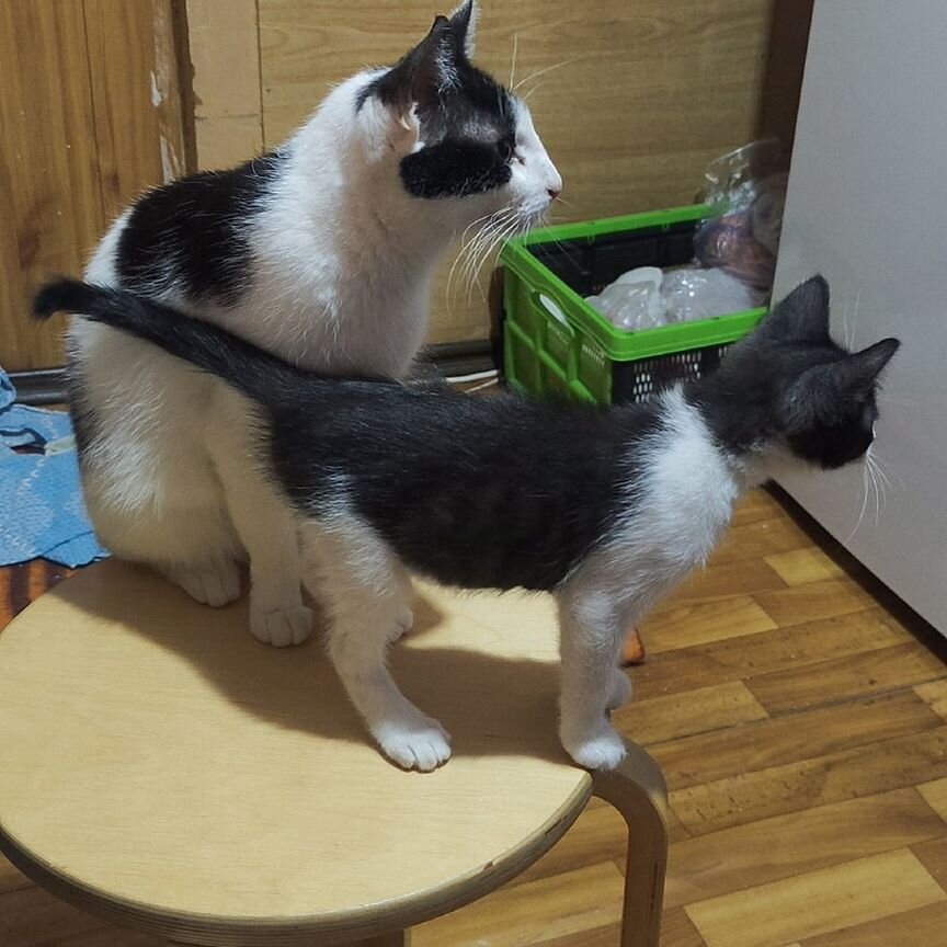 Кошка Ксюша и котенок