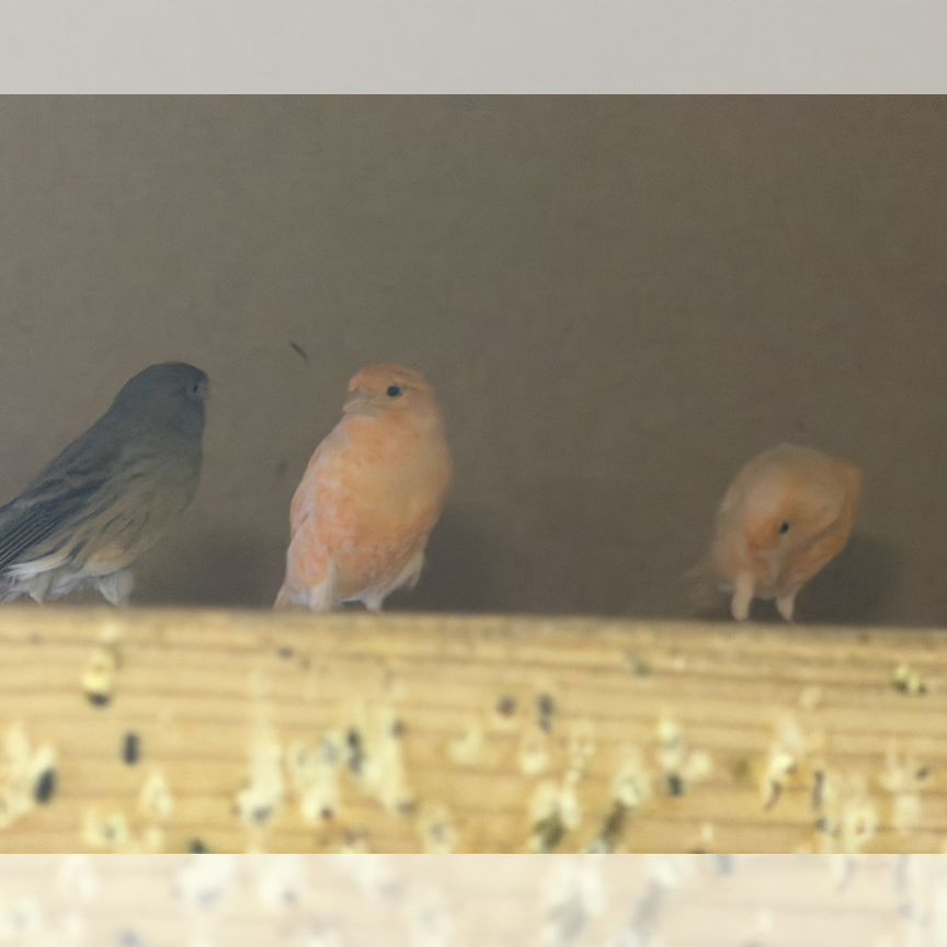 Канарека готовый самка 2023 год