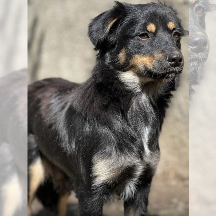 Собака в добрые руки