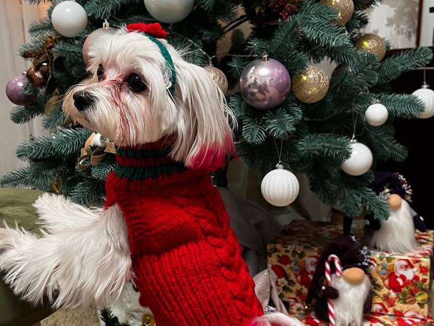 Вязаная одежда для собак