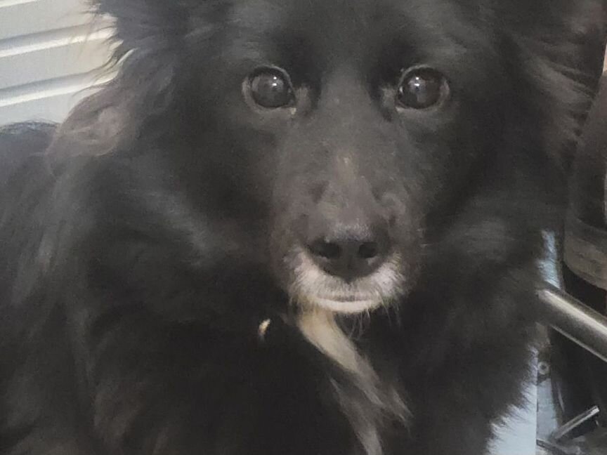 Собака в добрые руки бесплатно, плачу сверху