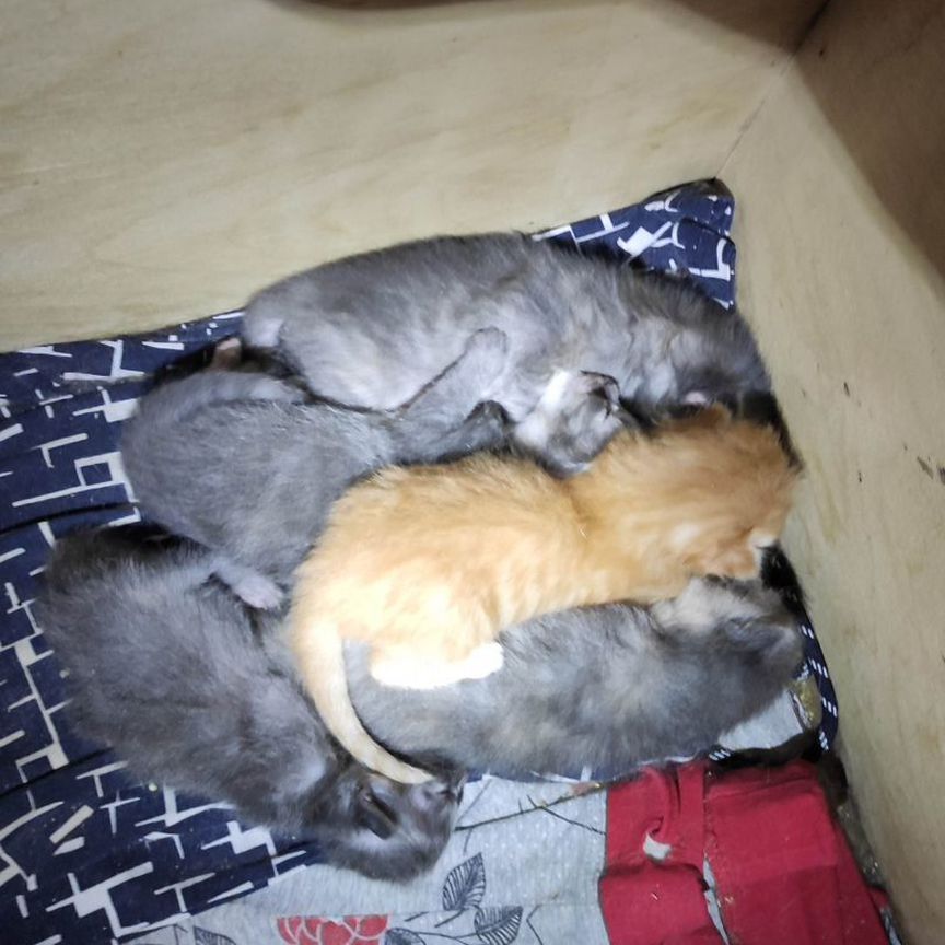 Котëнки ребëнки