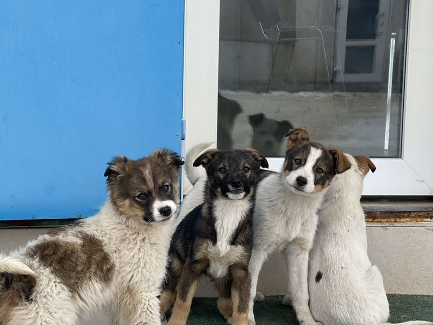 Щенки дворянины