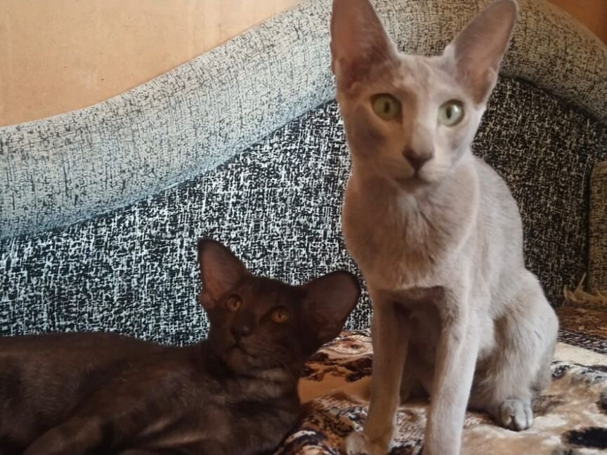 Ориентальные крошки