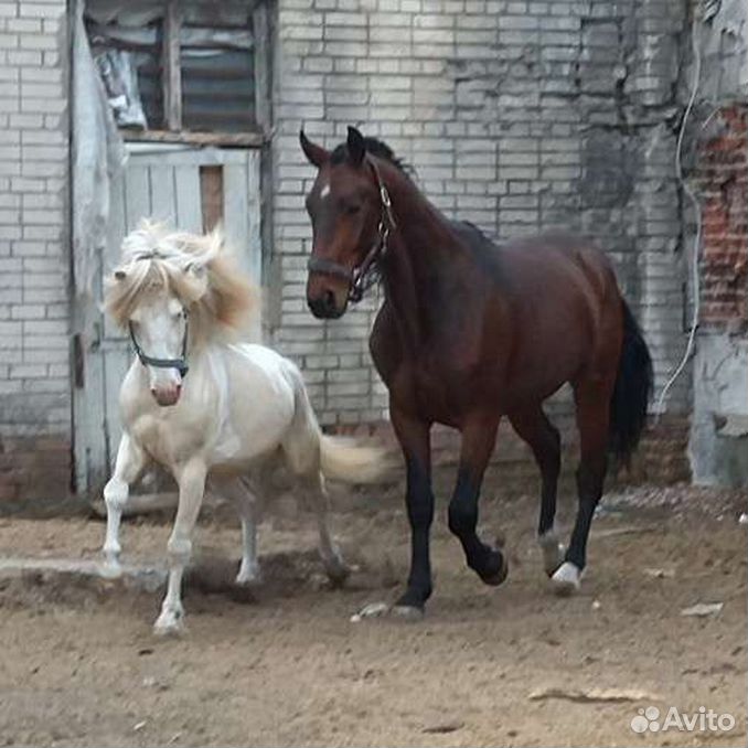 Аренда лошади