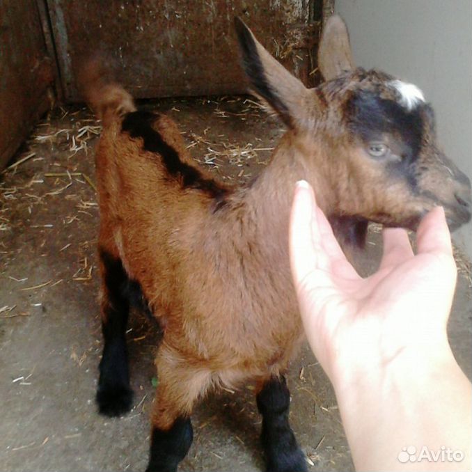 Продаются нубийские и чешские козочки