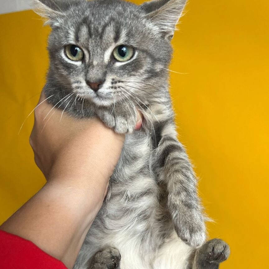 Дымчатый котенок