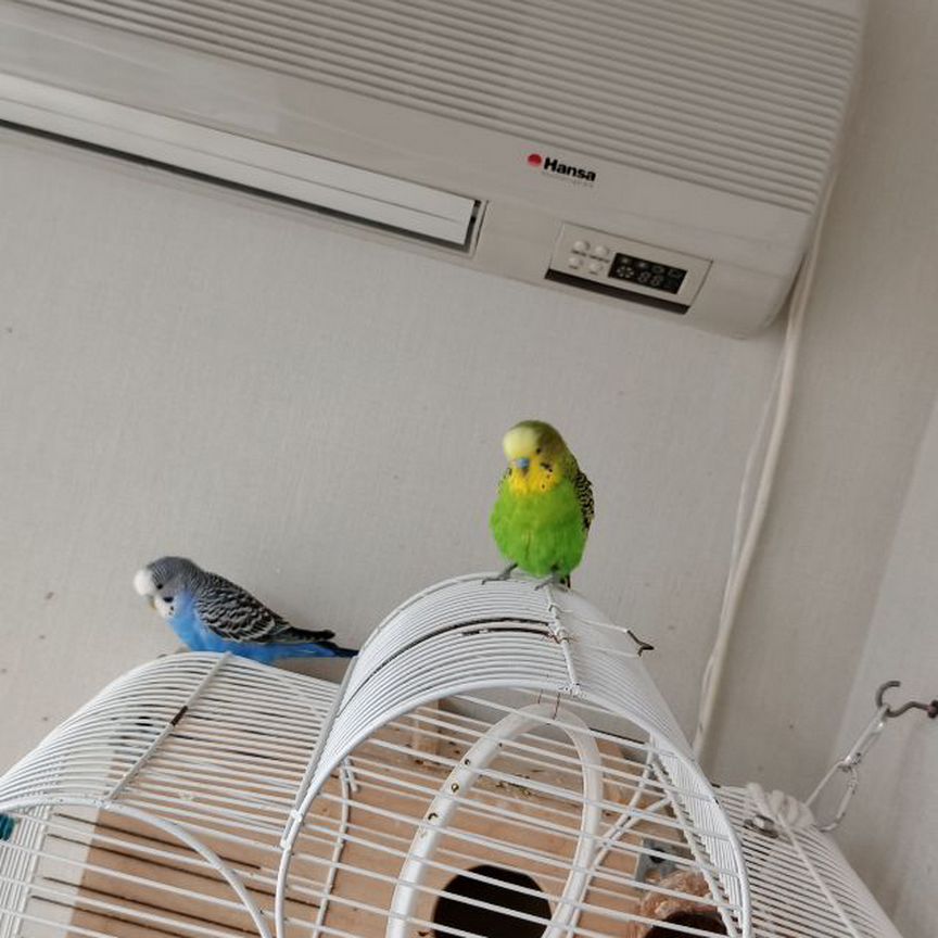 Волнистый попугай с клеткой