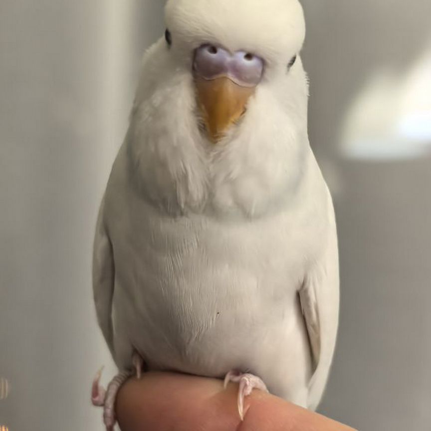 Попугай ввп чех