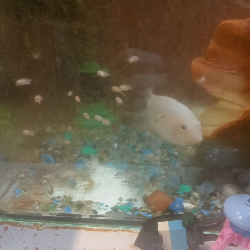 Семья цихлазом