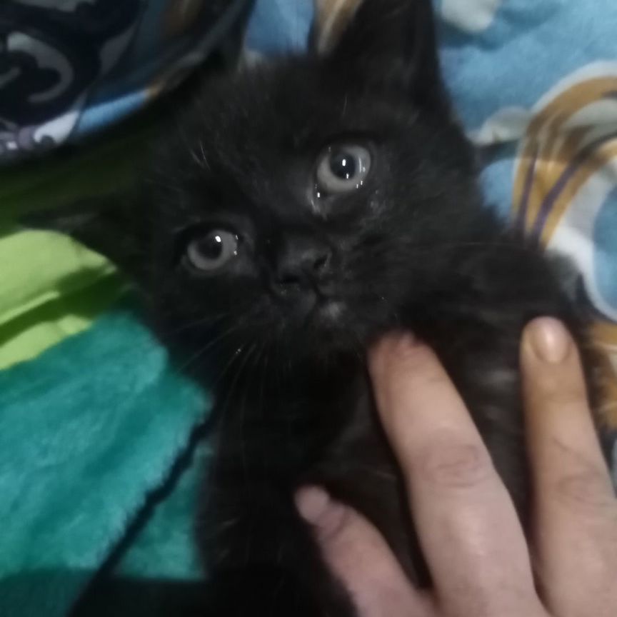 Котенок