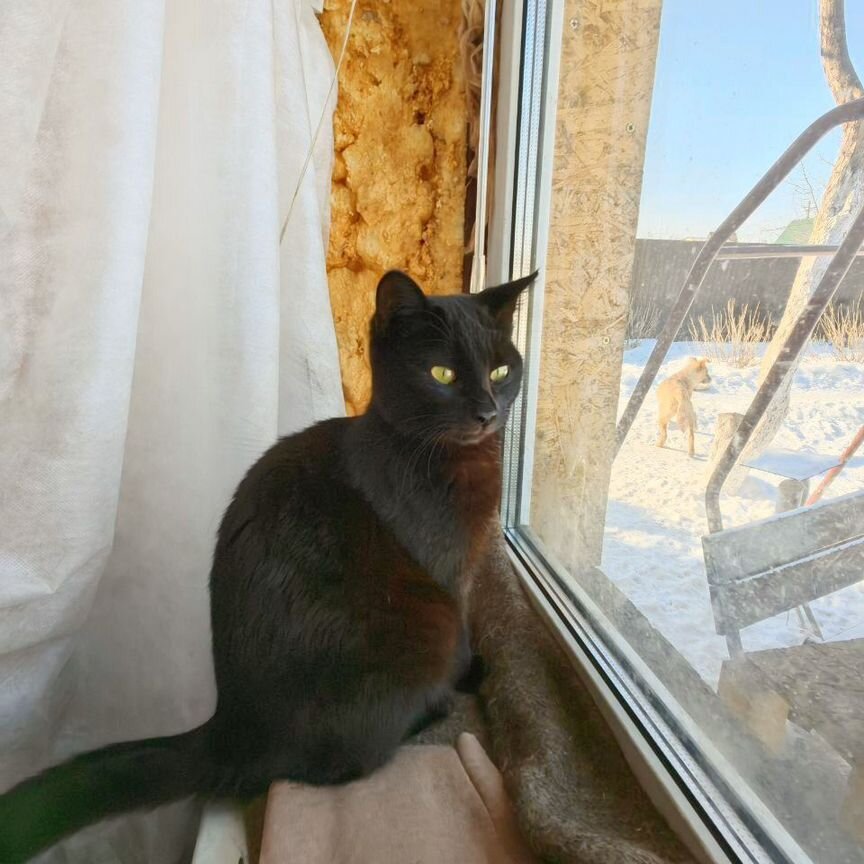 Котенок девочка 7 мес стерилизована