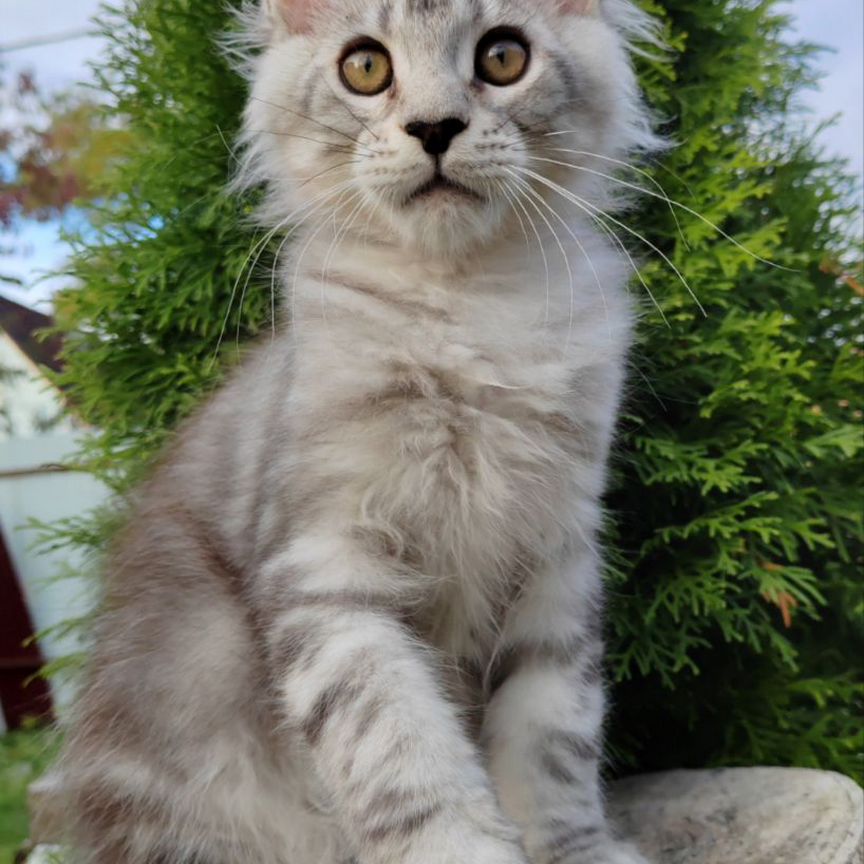 Кот, мрамор на серебре