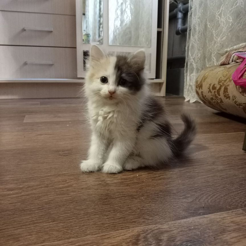 Отдам в добрые руки. Два кота и одну кошечку