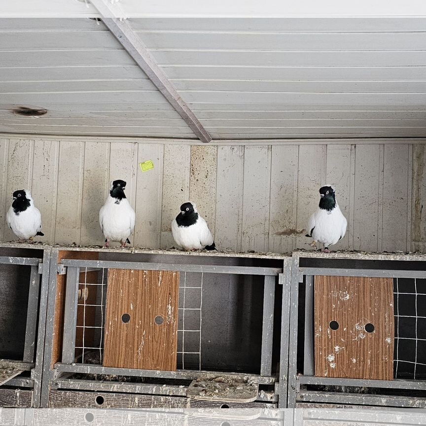 Голуби немецкие крестовые