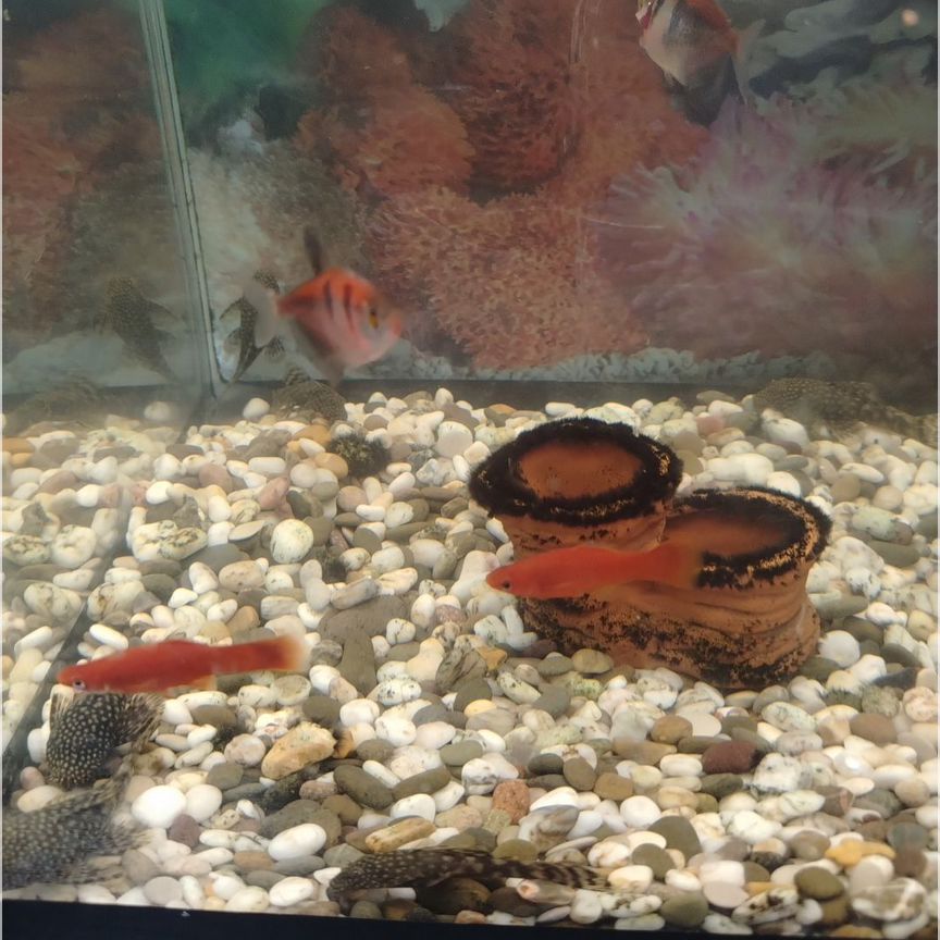 Аквариум с рыбками