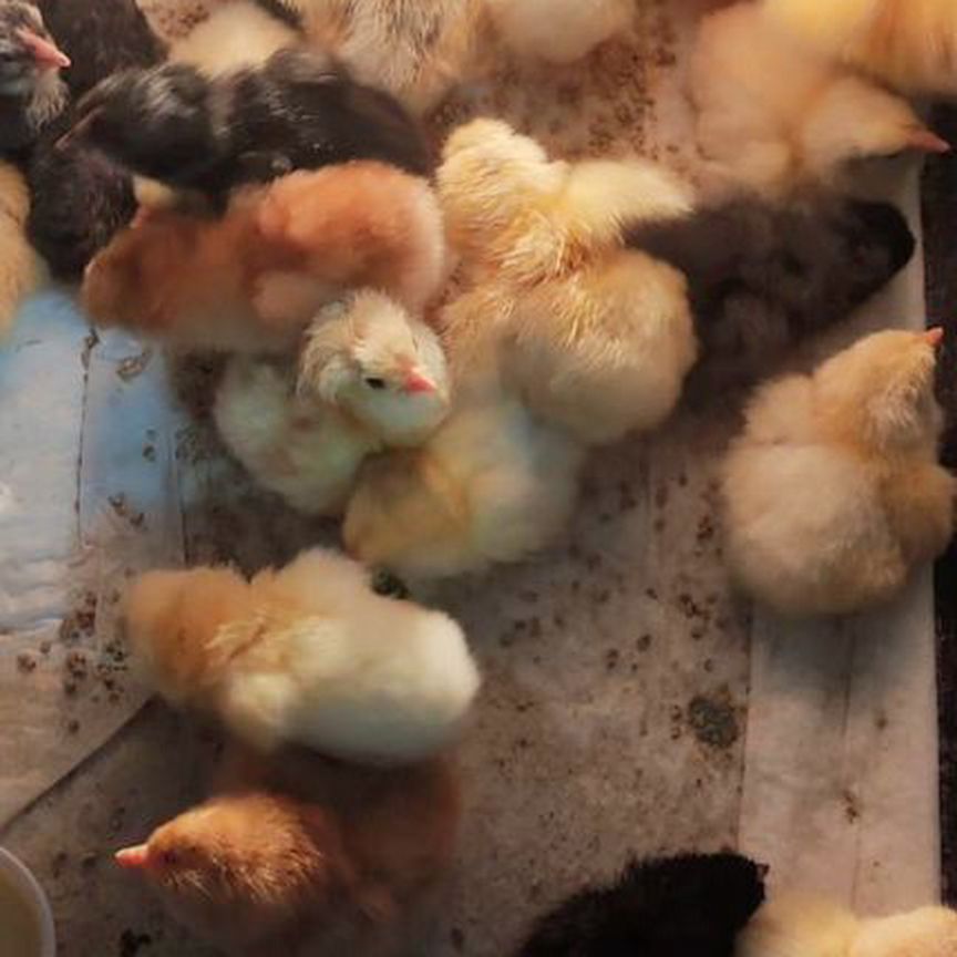 Цыплята суточные