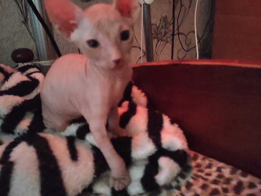 Котенок сфинкс