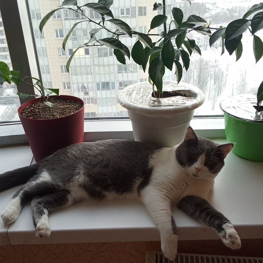 Британский длинношёрстный, взрослый кот