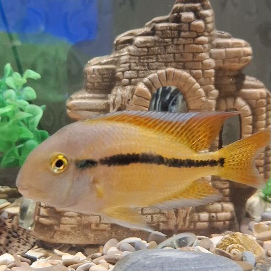 Никарагуанская цихлазома