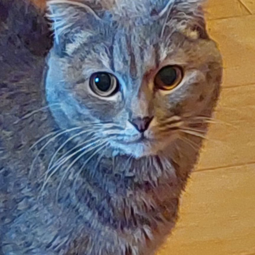 Отдам в добрые руки кошечку