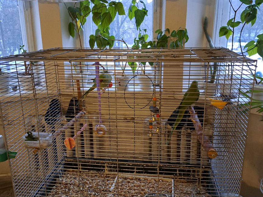 Попугаи ожереловые