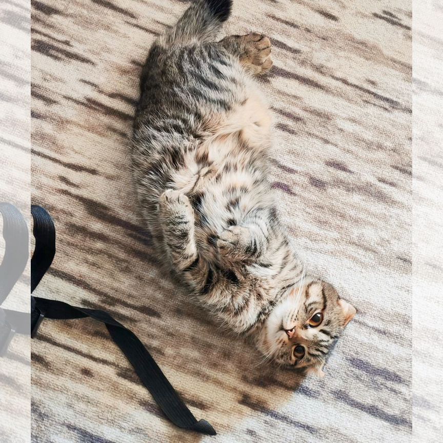 Шотландская вислоухая кошка
