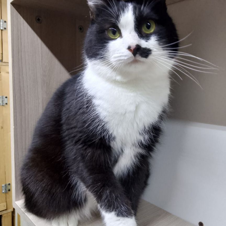 Котик в заботливые руки