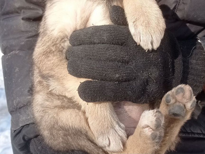 Щенок,милашка 2 мес