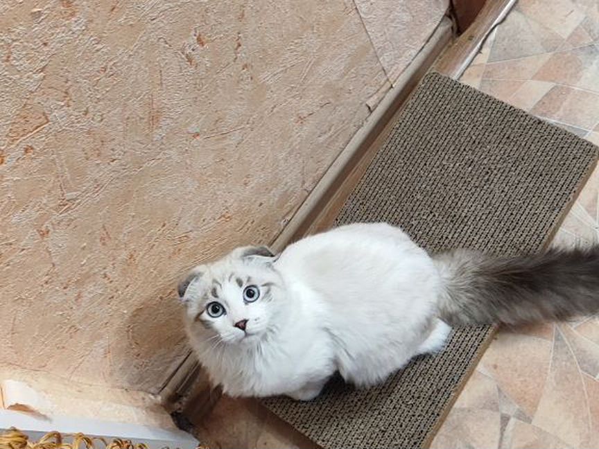 Кот вислоухий ищет девочку