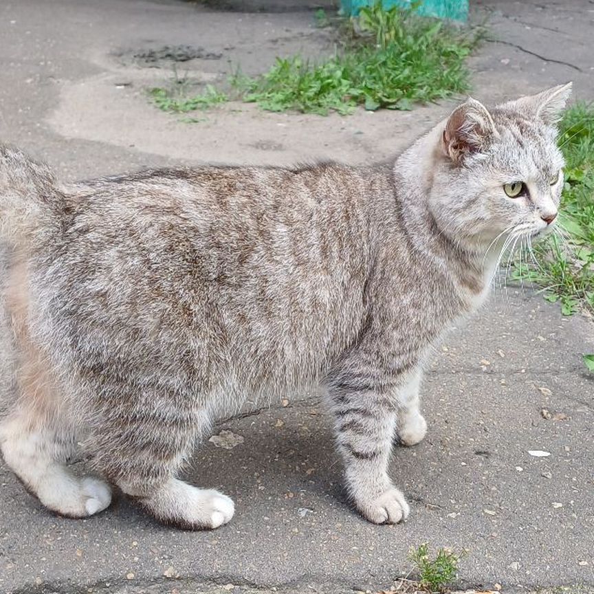 Отдам бесплатно