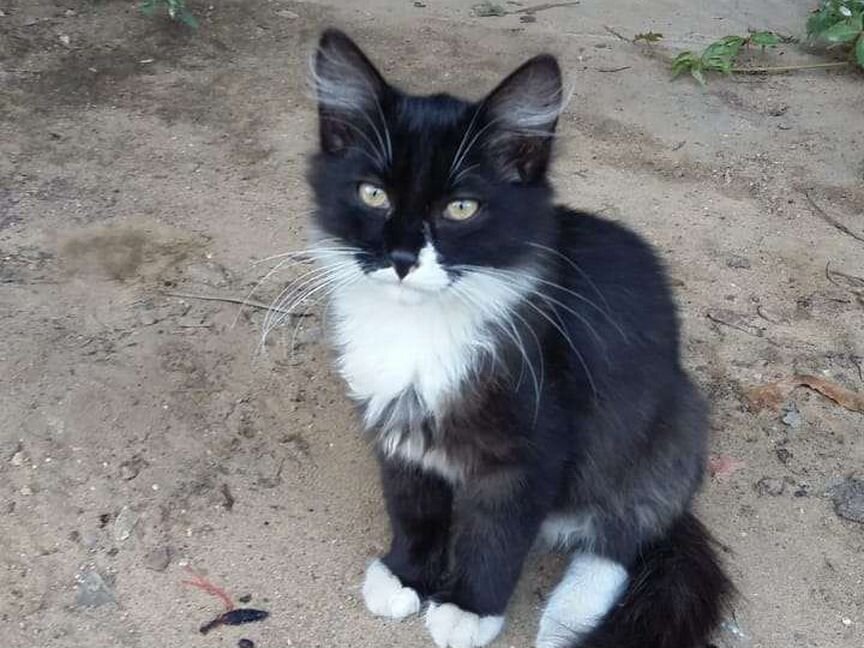 Котенок 3,5 мес. мальчик