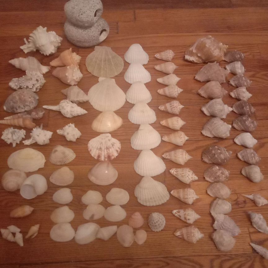 Морские ракушки раковины