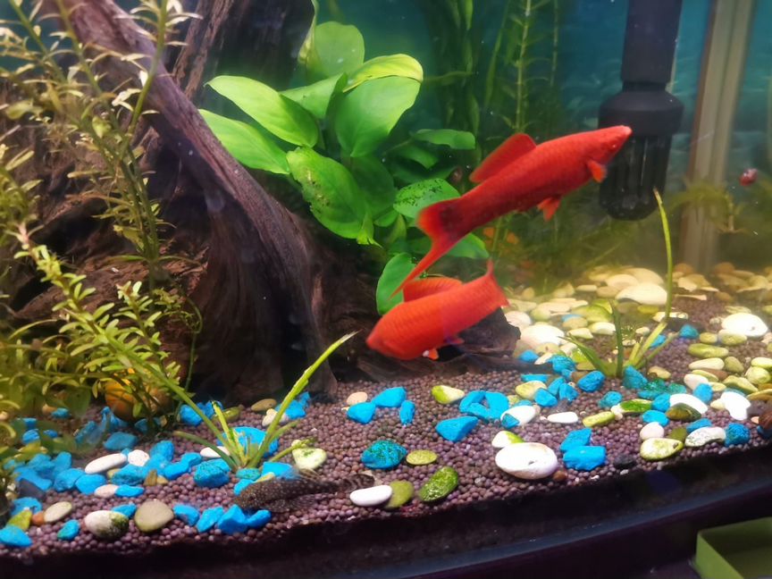 Рубиновые меченосцы