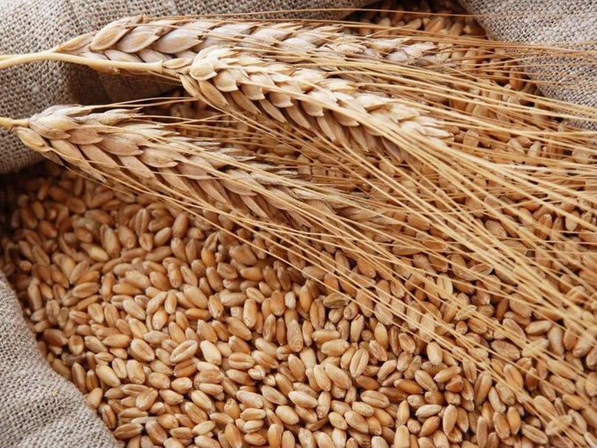 Продам зерно