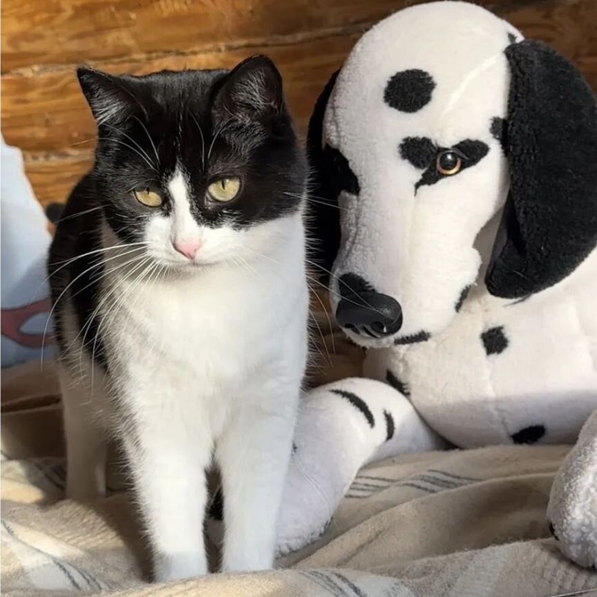 Взрослая, кошка в добрые руки