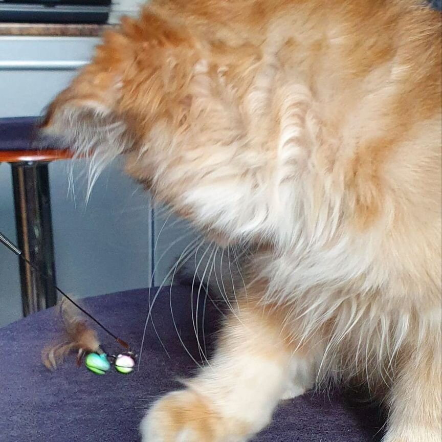 Сибирские котята