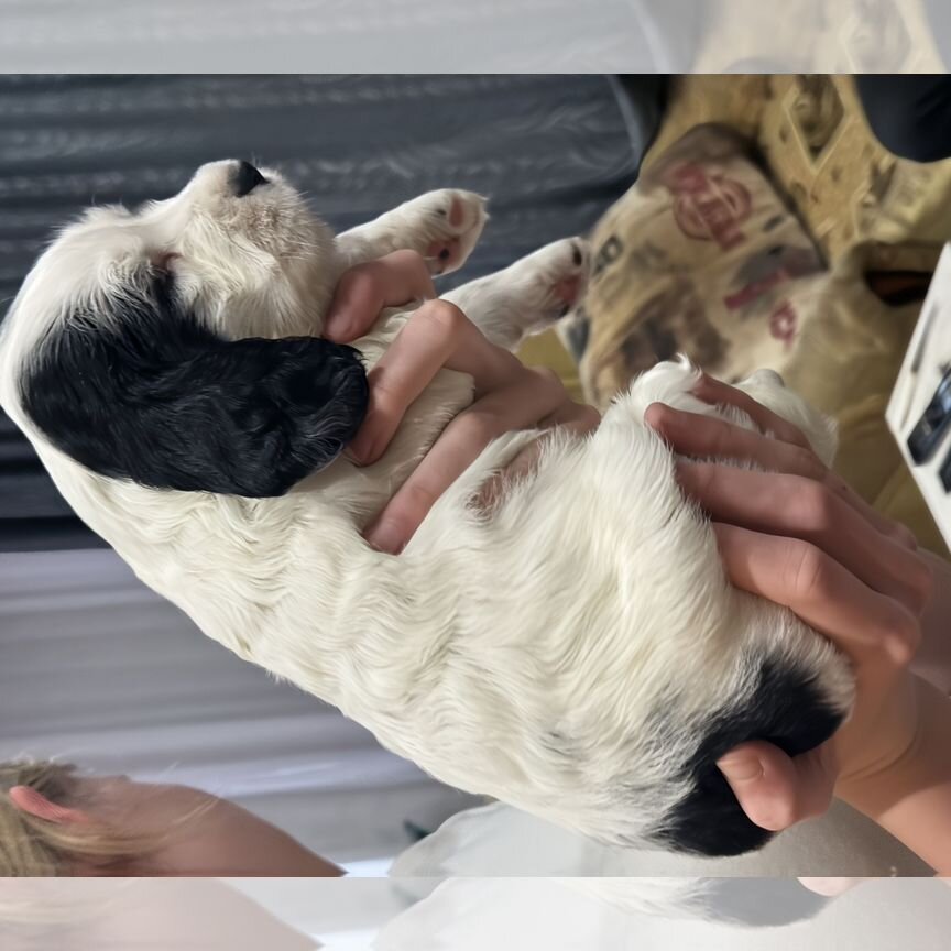 Русский охотничий спаниель, щенок