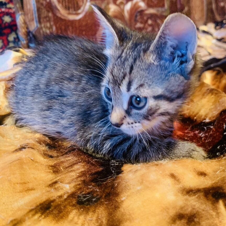 Котята в добрые рукт